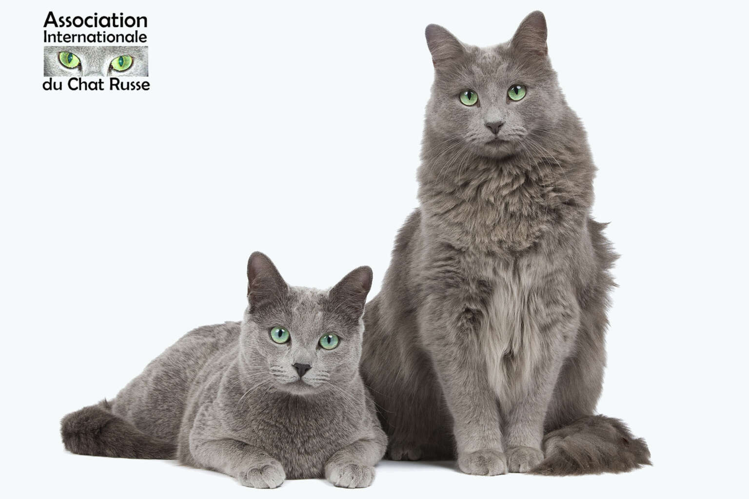 Association Internationale du Chat Russe